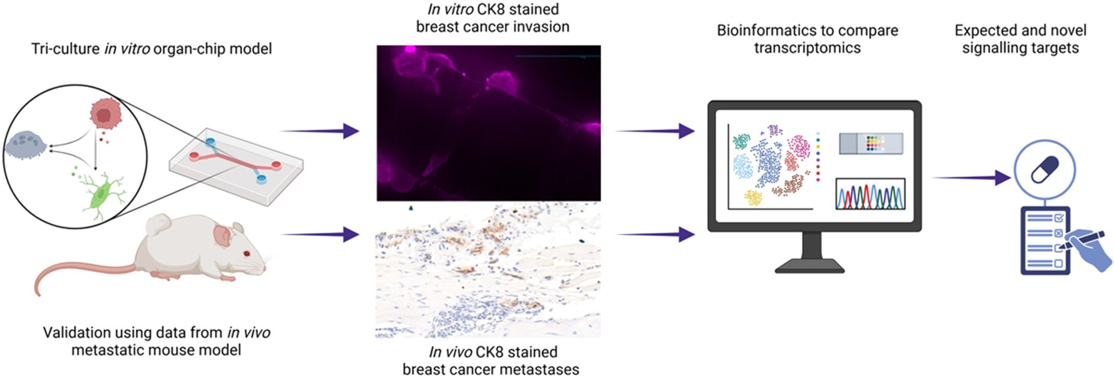 Qmul Team Qualify An Organ Chip Model Of Breast Cancer Metastasis Using